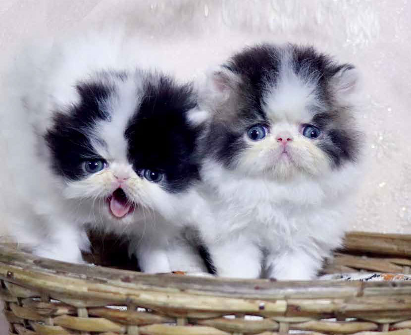 ‘Purr’fect Persians - Dogs and Pups Magazine