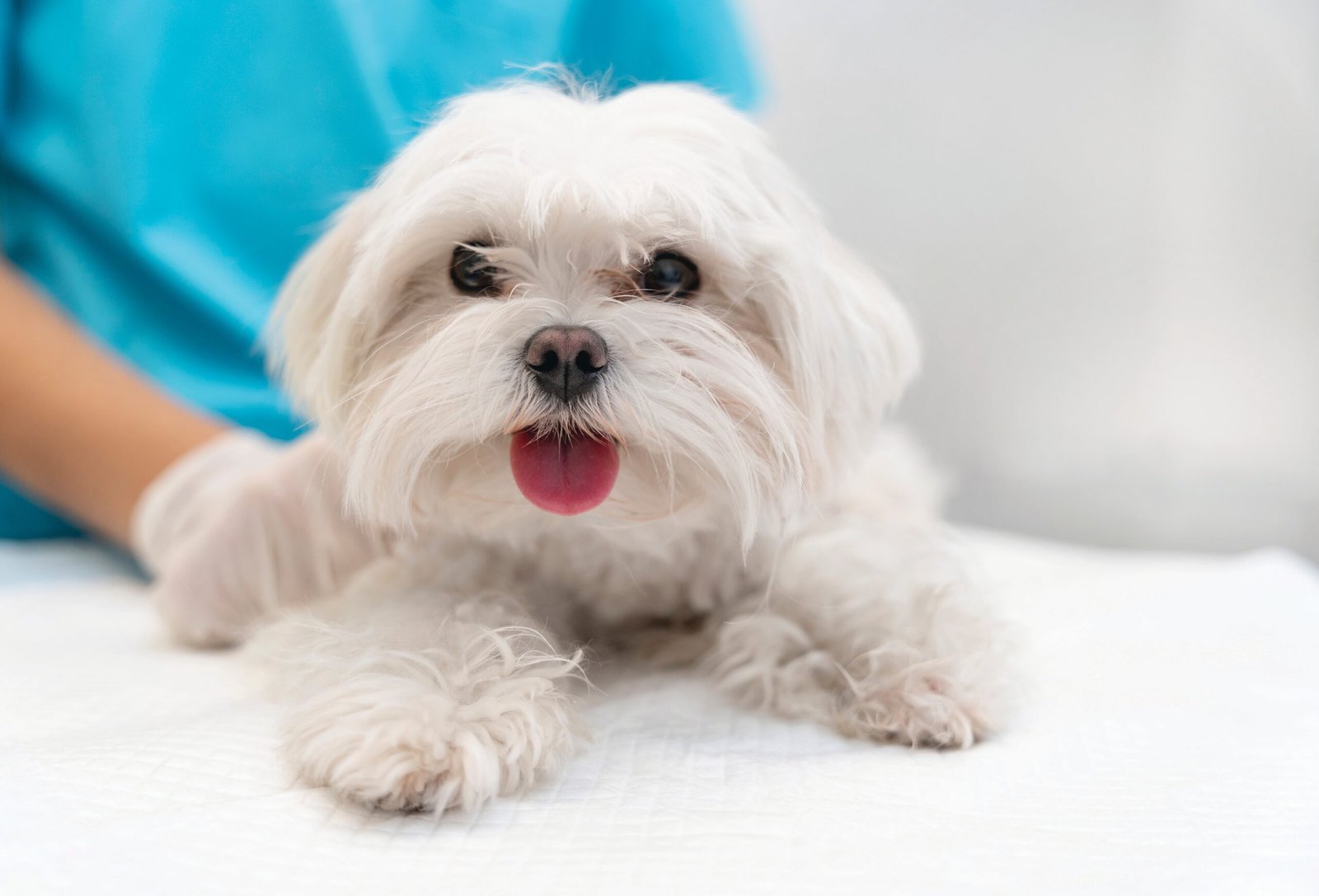 Fur-Tastic healthcare - Dogs and Pups Magazine