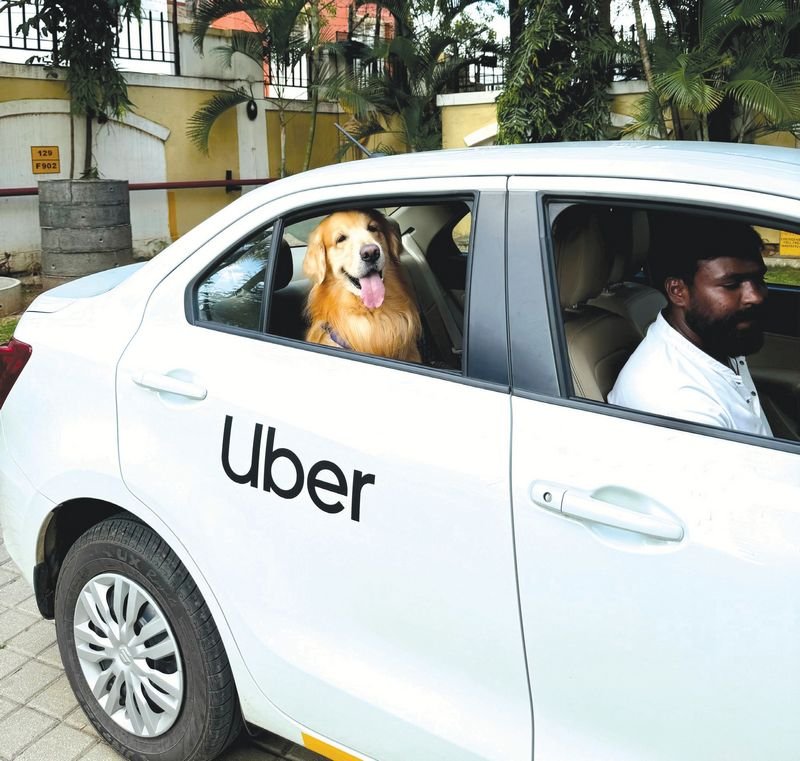 A new way to travel with your furry friends: Uber Pet launches in ...