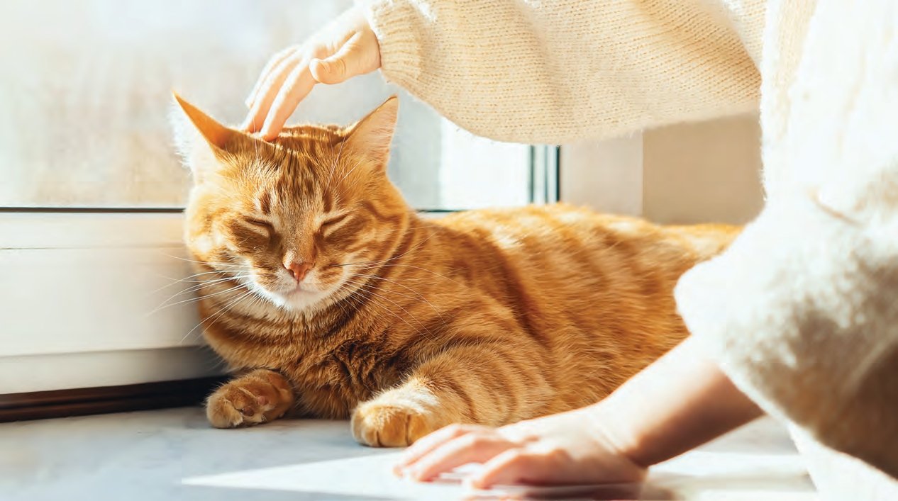 When Hormones Roar: Understanding Calling in Cats